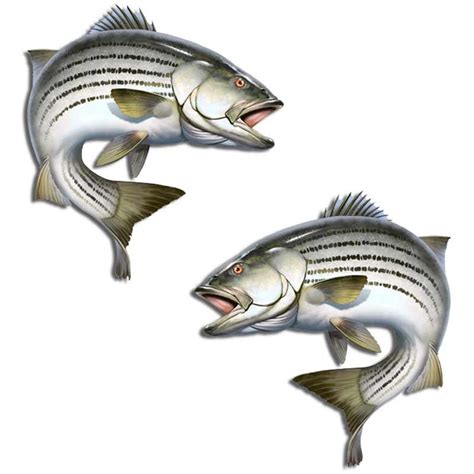 Striped Bass Fishing Decal Set