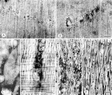 Nut Beds Xylotype Iii C I Diffuse Porous Wood With Tangentially