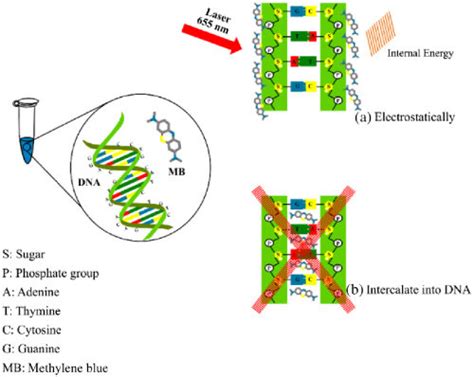Interaction Of Mb With Double Stranded Dna Via Two Binding Modes