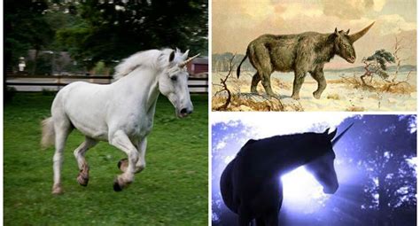 Unicorn Fossils Proof Of Its Existence Is Real