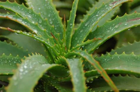 The Comprehensive Guide To Organic Spider Mite Treatment For Aloe Vera