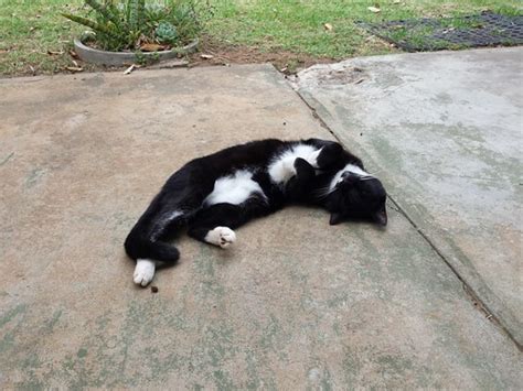 Lazy Cat Soulriser Flickr