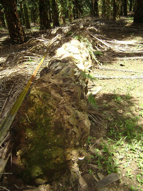 Mengenal Pathogen Ganoderma Pada Kelapa Sawit Volume Iii Mitra Sukses Agrindo