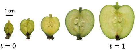How Apples Get Their Shapes