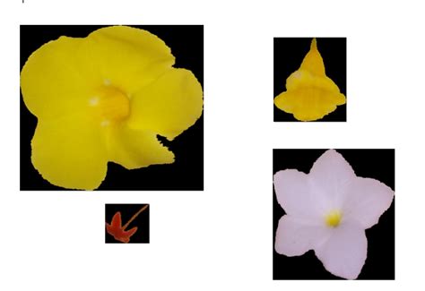 tutoriel opencv python traitement d images vision par ordinateur