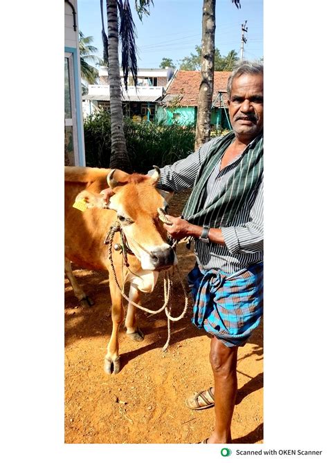 Breed Grade Jersey Object Detection Dataset By Object Detection