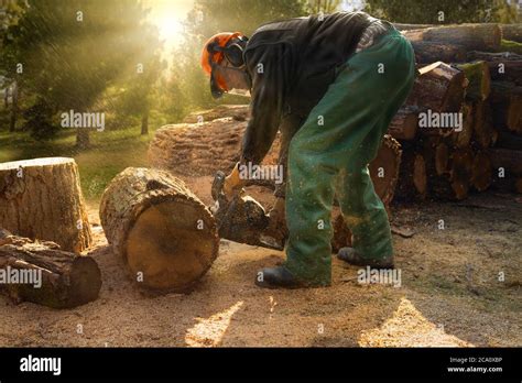 Felling Tree With Chainsaw In The Forest While Sundown And Flares Stock Photo Alamy