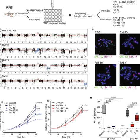 A Schematic Representation Of Ribosome Biogenesis In Mammalian Cells A