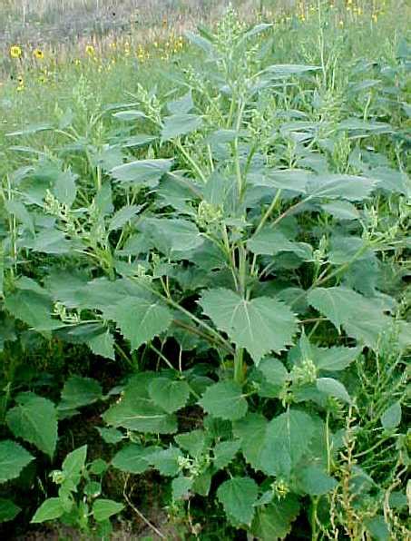 Burweed Marsh Elder Giant Poverty Allergen Information And Map