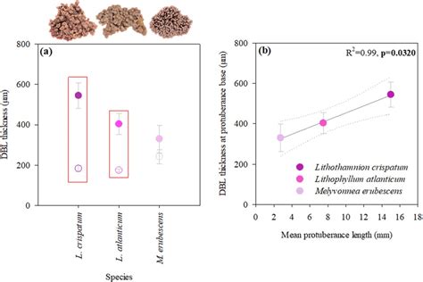 influence of rhodolith morphology on diffusive boundary layer dbl