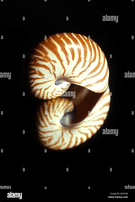 Chambered Nautilus Macromphalus Cephalopod Cephalopoda Invertebrate
