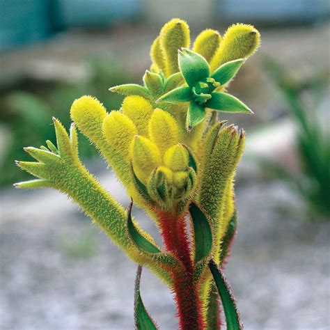 Kangaroo Paws Or Cats Paws Plants A Z The Gardener The Gardener