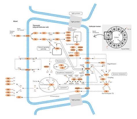 Thyroid Hormone Synthesis CUSABIO