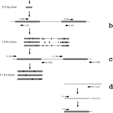 —cloning Strategies Horizontal Bars Represent Coding Regions Download Scientific Diagram