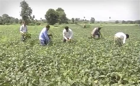 Even Without A Drought How Farmers In Madhya Pradesh Are Losing Their Crop