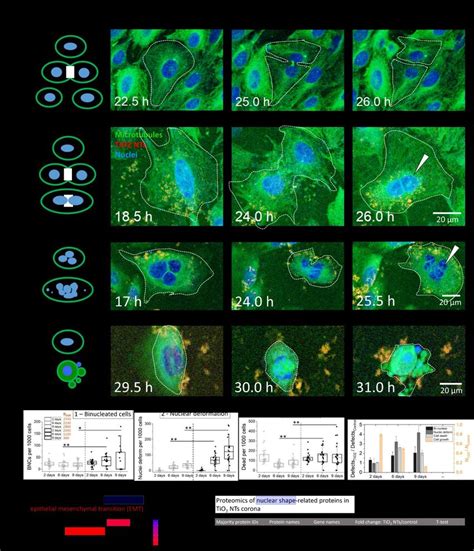 TiO Nanotubes Induce Nuclear Deformation And The Formation Of Download Scientific Diagram