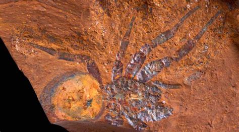 Spectacular Fossils Discovered From Prehistoric Rainforest Reveal