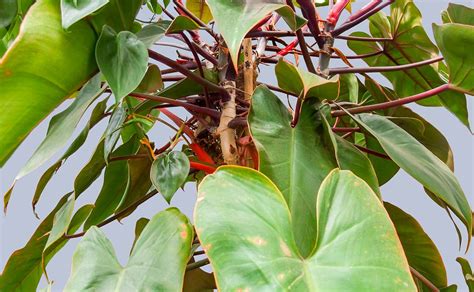 Philodendron Vs Pothos Spotting The Differences