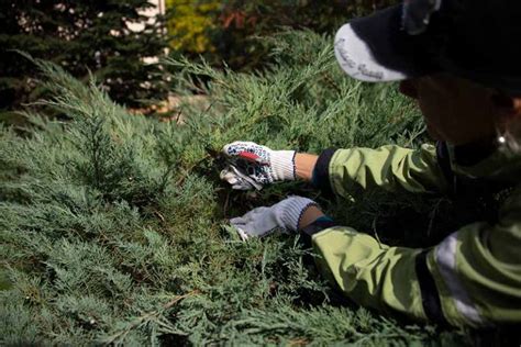 How And When To Prune A Juniper Shrub Gardener S Path