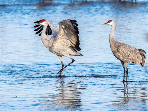 Sandhill Cranes Visit Kearney Nebraska