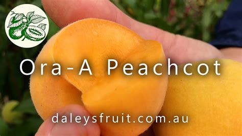 The Ora A Peachcot Is The Perfect Choice For Anyone In A Warm Climate