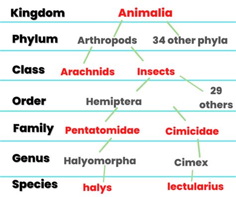 Stink Bug Vs Bed Bug What Are The Differences Doctor Sniffs