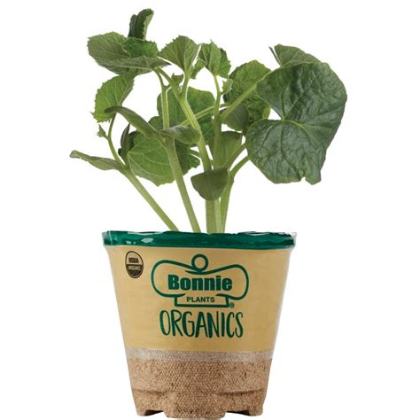 Bonnie Plants 10 Pack Organic Cucumber Plant In Pot In The Vegetable