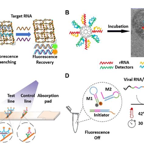 Structure Recognition Biosensors A Schematic Of The 3d Cu Based Download Scientific Diagram