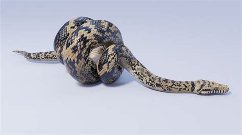 Scrub Python Static Poses 3d Model Turbosquid 2020575