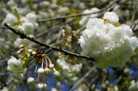 Qtra And Valid Tree Condition Safety Surveys And Tree Risk Assessments Devon Tree Consultant