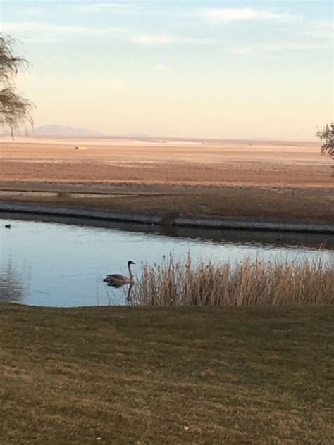 Ebird Checklist 18 Nov 2019 Toana Vista Golf Course West Wendover