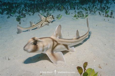 Port Jackson Shark Heterodontus Portusjacksoni