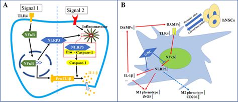 A Proposed Two Way Model Of Tlr4 Nlrp3 Signal Pathways Tlr4 Senses Download Scientific