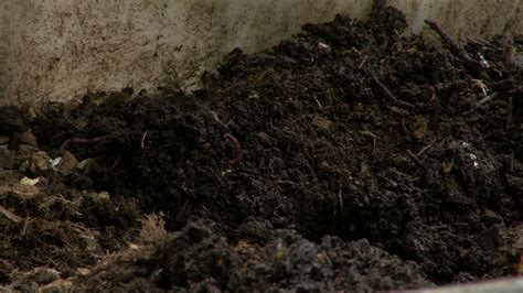 Millions Of Worms Helping Create Healthier Food In Cypress County