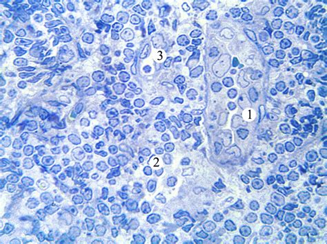 A Fragment Of The Paracortex Region Of The Cortical Substance Of The Download Scientific