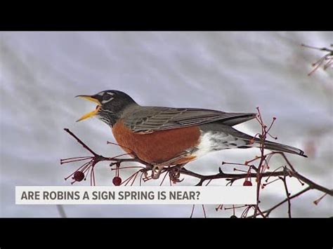 Do Robins Migrate Robin Migration Explained