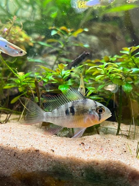 Sick Bolivian Rams Is This Internal Parasites Or Something Else