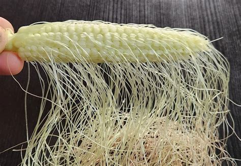 Evaluating Corn Pollination Success Field Crop News