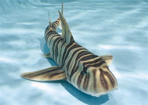 100 Zebra Shark Wallpapers