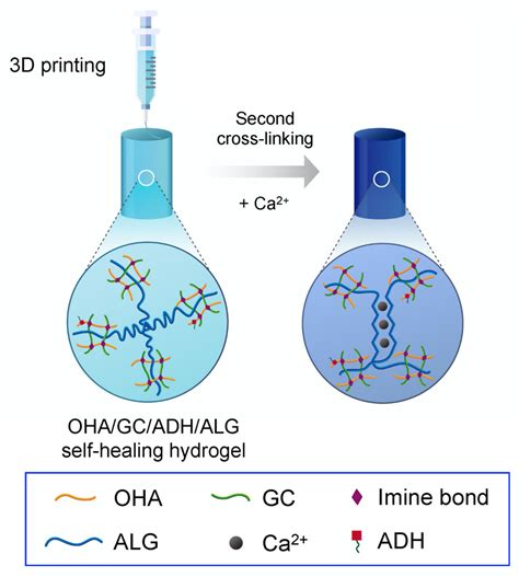 Schematic Illustration Of Fabrication Of Dual Cross Linked 3d Construct Download Scientific