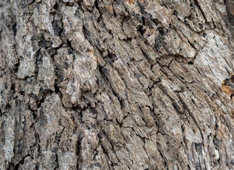 Brown Tree Bark Macro Close Up Texture Background Old Wood Tree