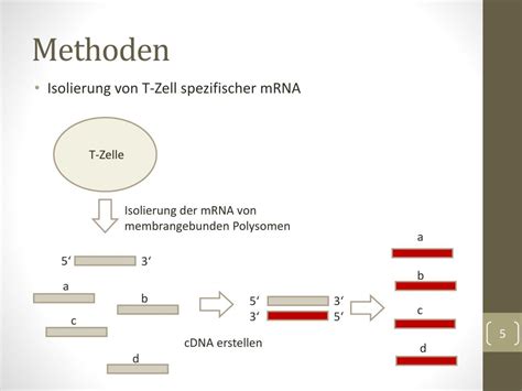 Ppt Isolation Of Cdna Clones Encoding T Cell Specific Membrane Associated Proteins Powerpoint