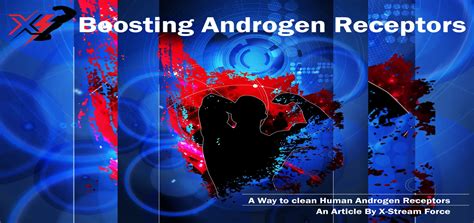 Androgen Receptors And How To Boost Them Muscle Hunter