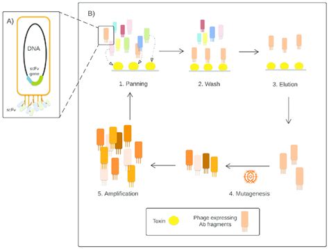 Schematic Representation Of A Directed Evolution Approach By Phage