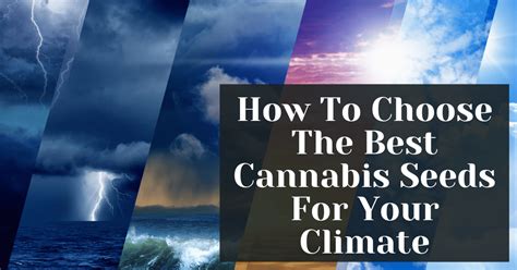 How To Choose The Best Cannabis Seeds For Your Climate New Age Genetics