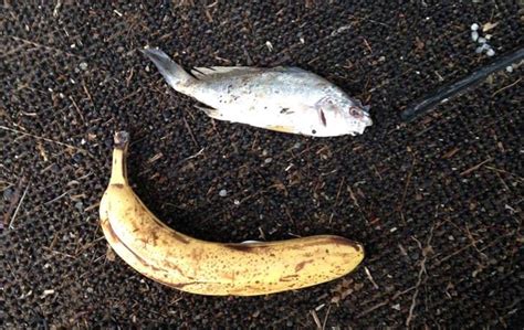 So My Cat Likes Fish Imgur