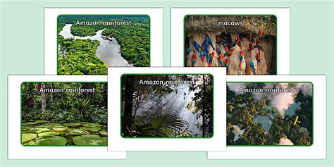 Tropical Rainforest Display Photos Teacher Made Twinkl