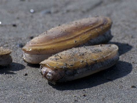 Razor Clam Season In Washington - Ac