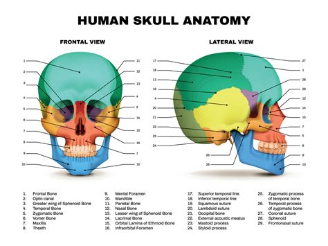 Human Skull Anatomy Infographic 28573006 Vector Art At Vecteezy