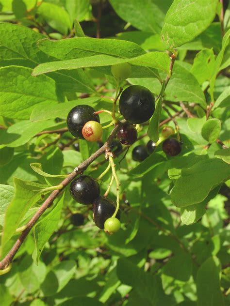 Gaylussacia Baccata Black Huckleberry Go Botany